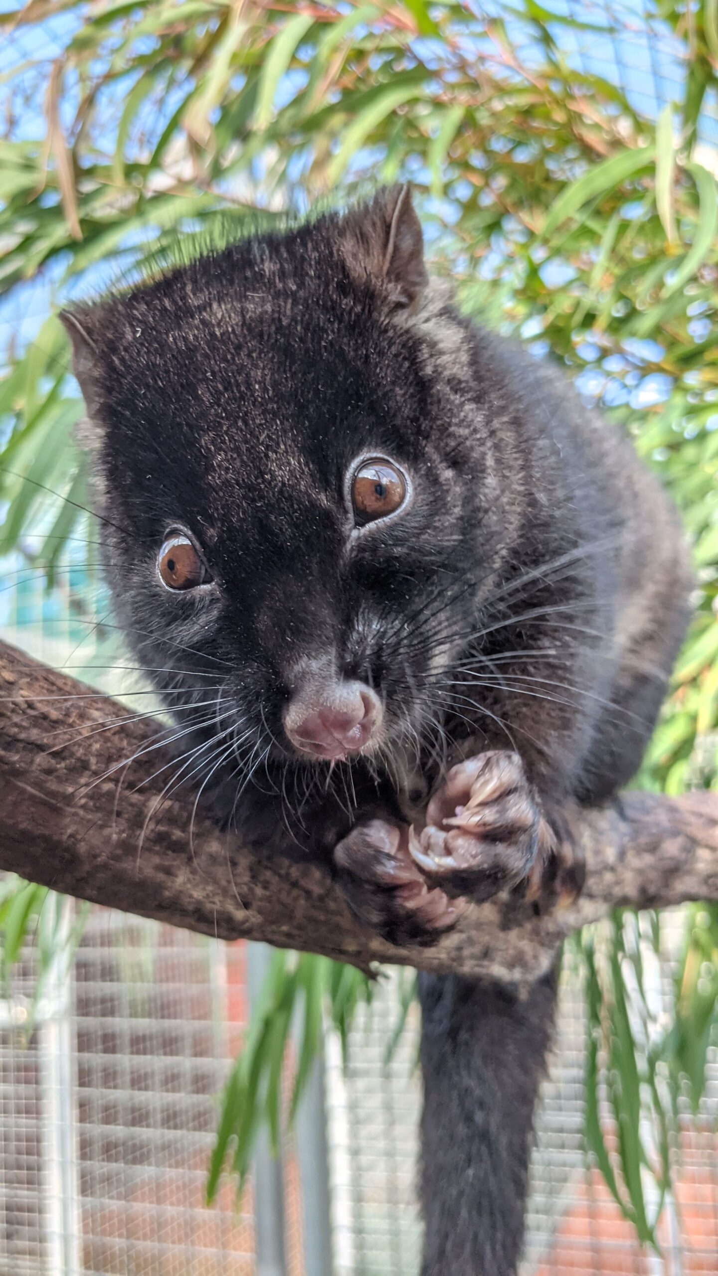 Responsible Pet Pawrent program - South West NRM
