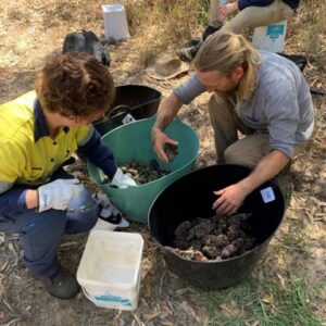 Native seed collection - South West NRM