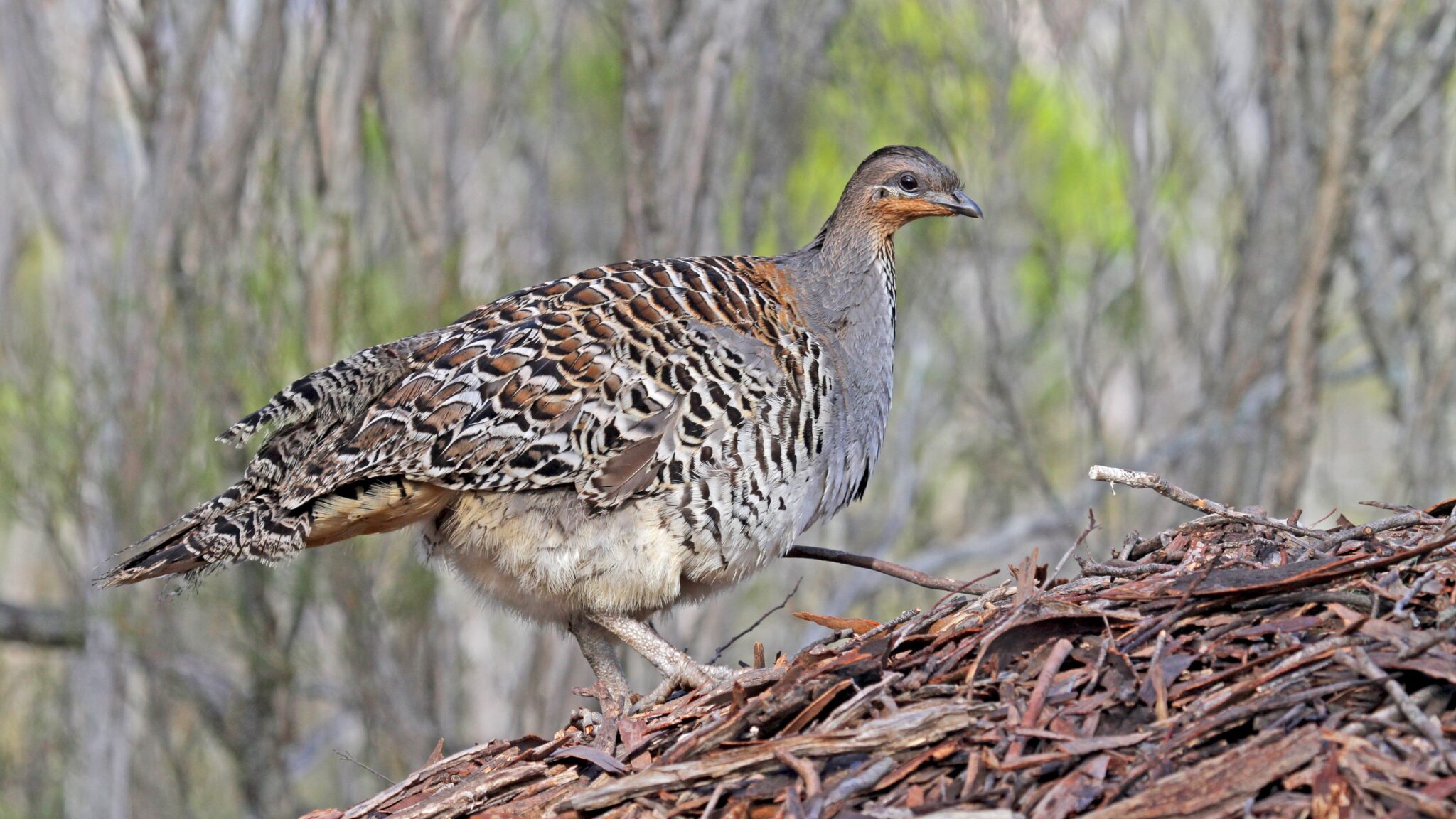 Important Wheatbelt malleefowl discovery - South West NRM