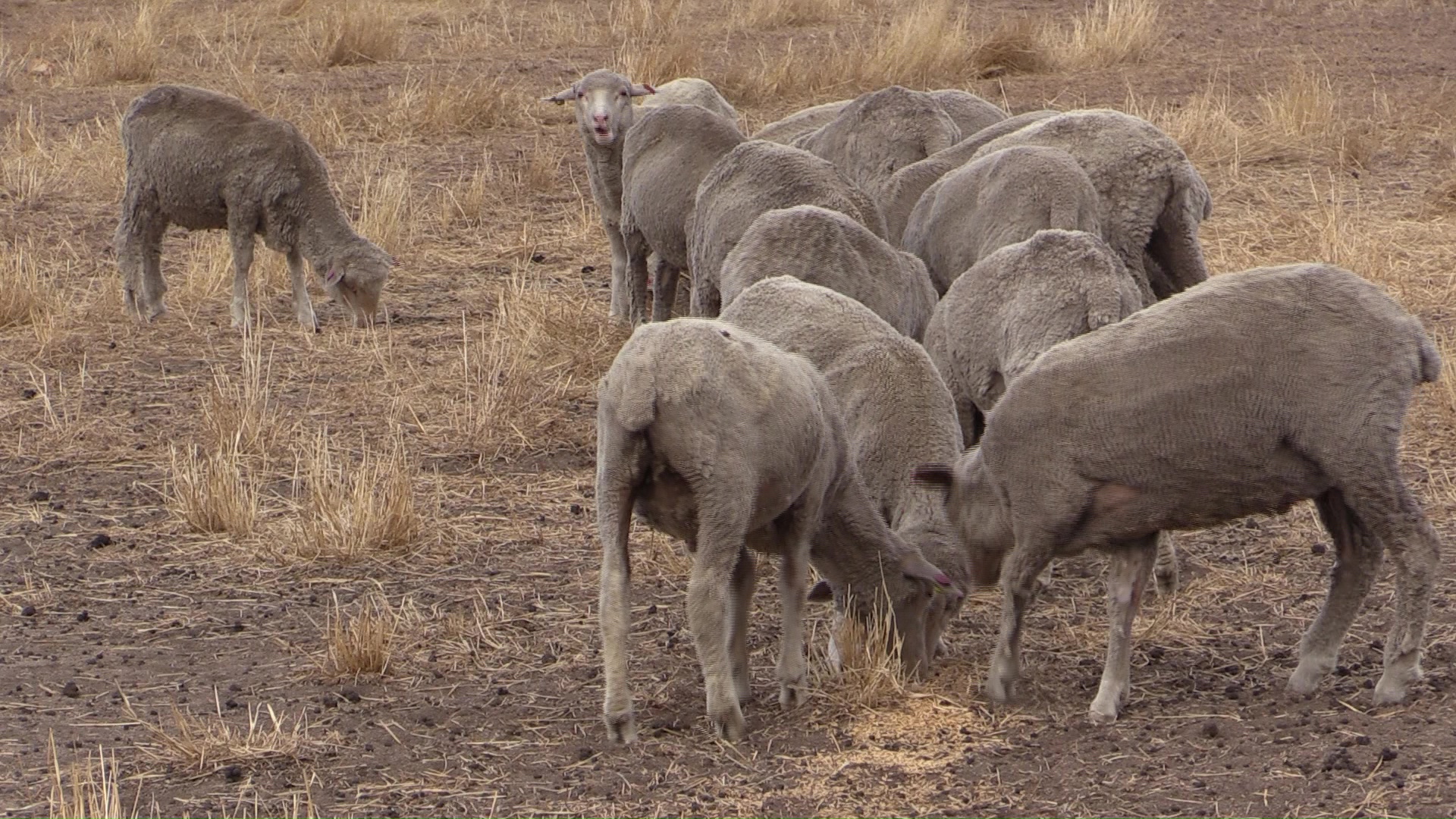 Addressing the social impact of drought - South West NRM
