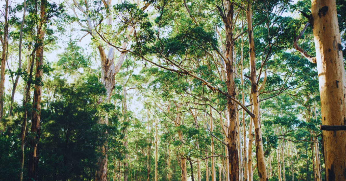 Native forest logging ban sures up future prosperity - South West NRM