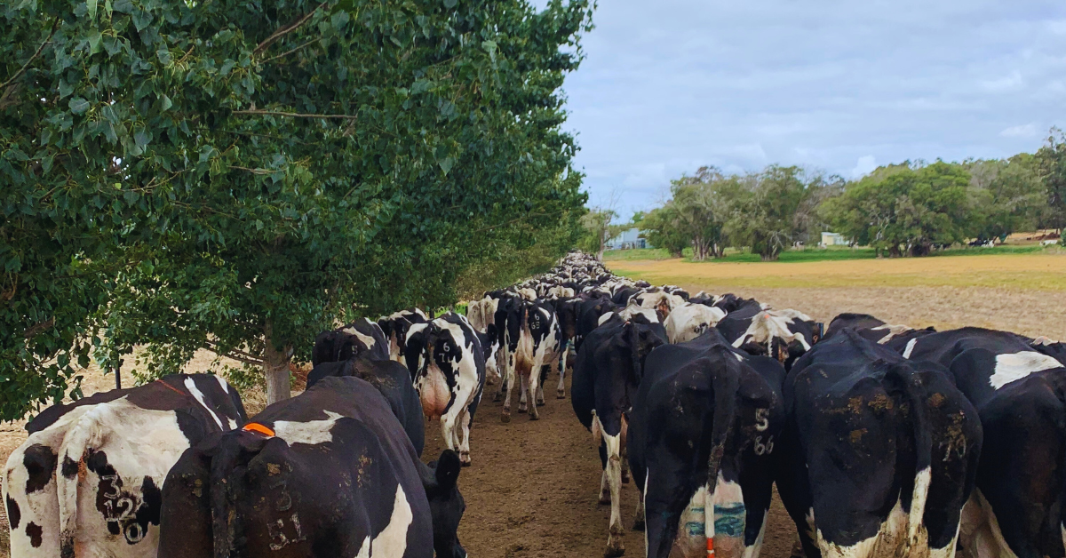 Drought Adaptation: Dairy - South West NRM
