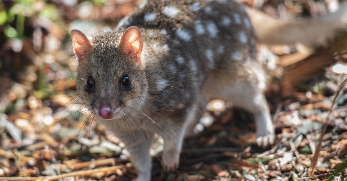 We've received species-saving grants! - South West NRM