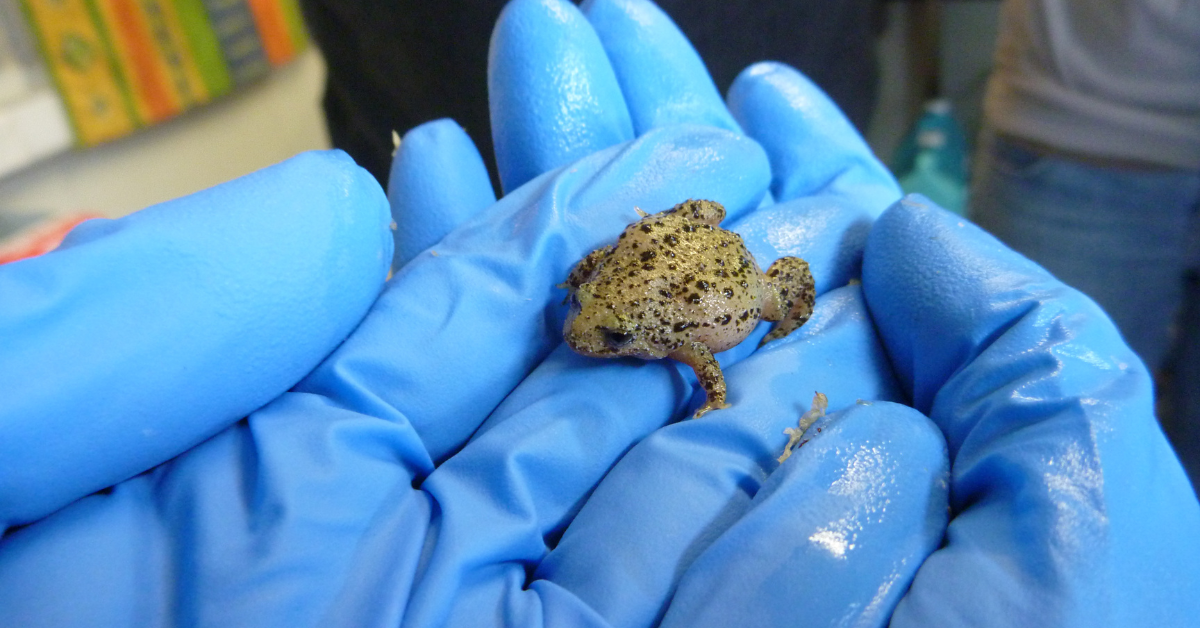 Saving Native Species: white-bellied frog - South West NRM