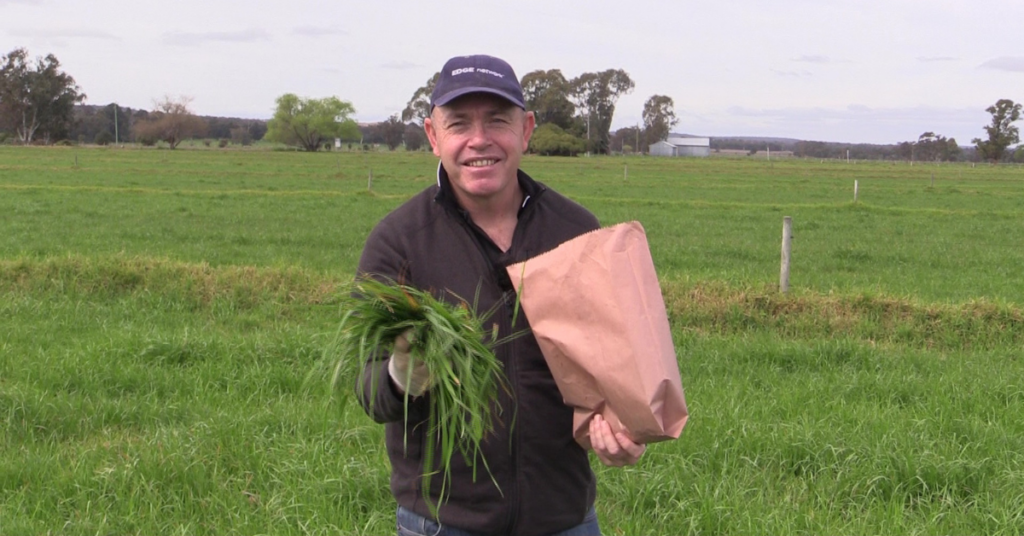 3 ways tissue testing can help pasture growth - South West NRM
