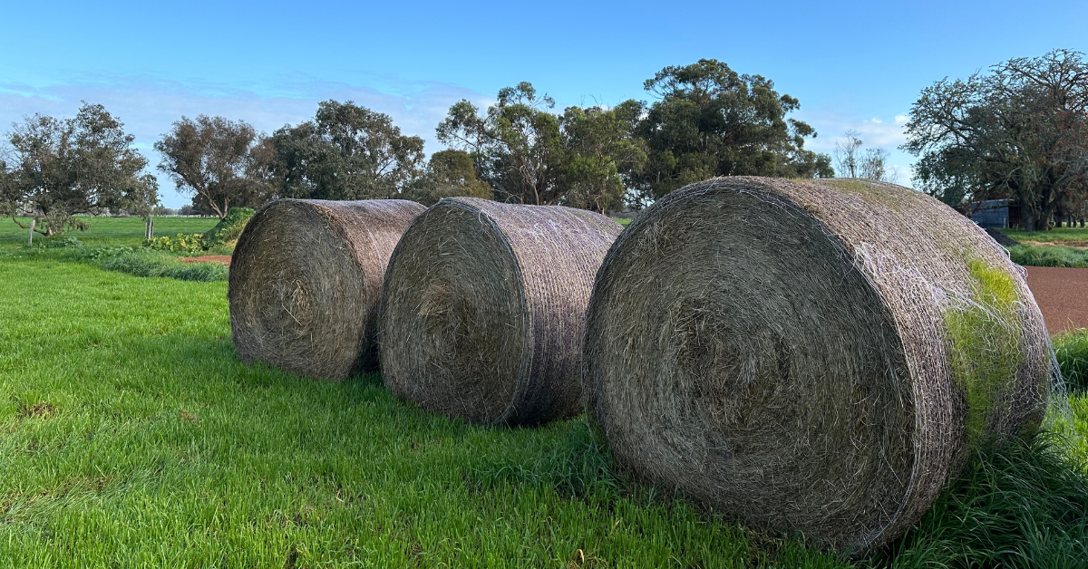 Getting smarter with hay and silage production - South West NRM
