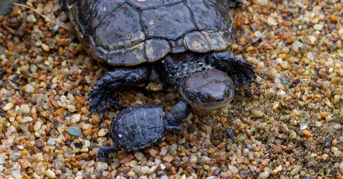 Addressing the threat of climate change for endangered amphibians and ...