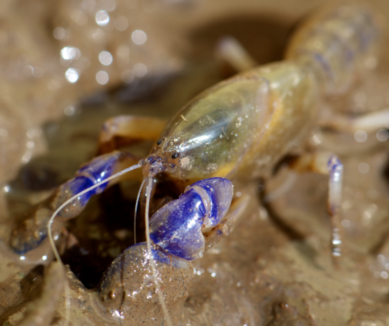 From Threatened to Thriving: A Conservation Plan for endangered Marron ...