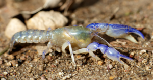 From Threatened to Thriving: A Conservation Plan for endangered Marron ...
