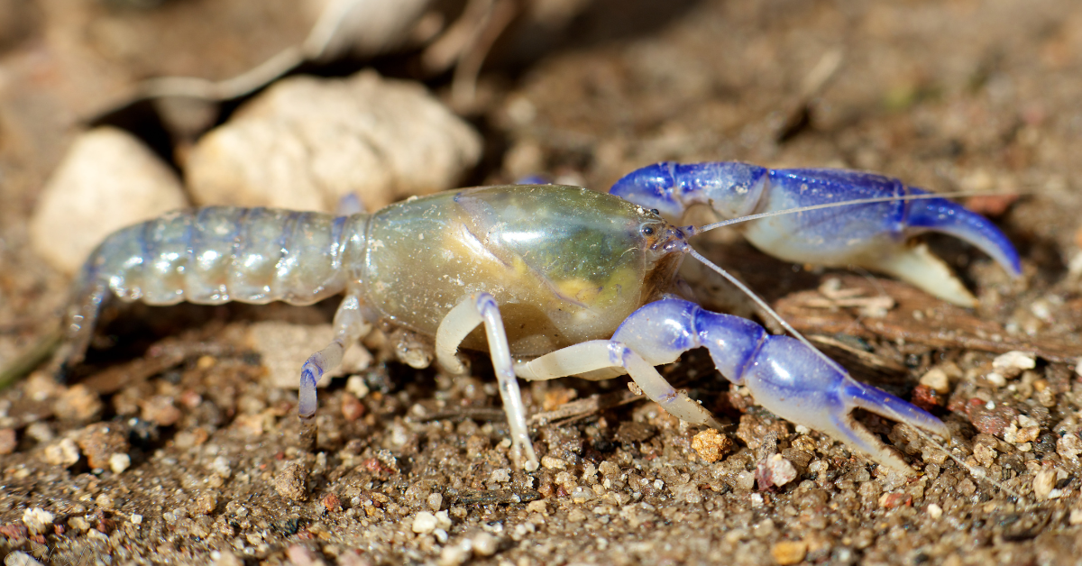 From Threatened to Thriving: A Conservation Plan for endangered Marron ...