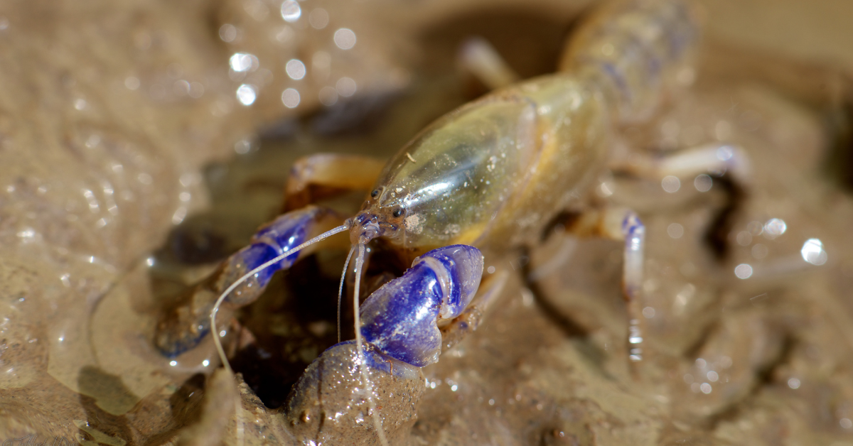 From Threatened to Thriving: A Conservation Plan for endangered Marron ...