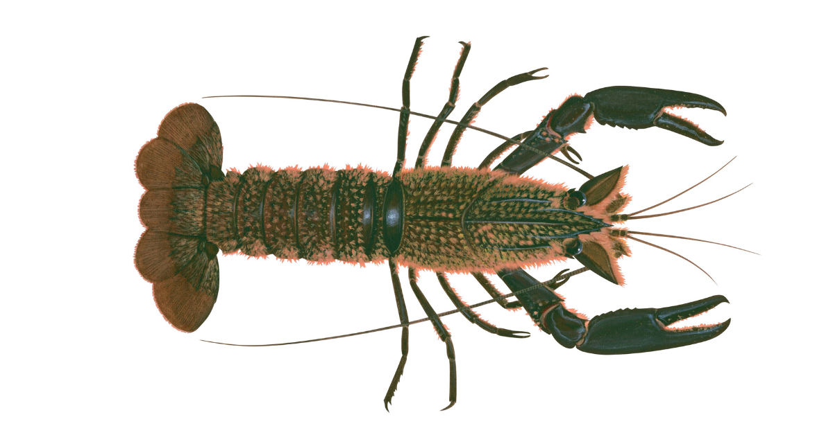 From Threatened to Thriving: A Conservation Plan for endangered Marron ...