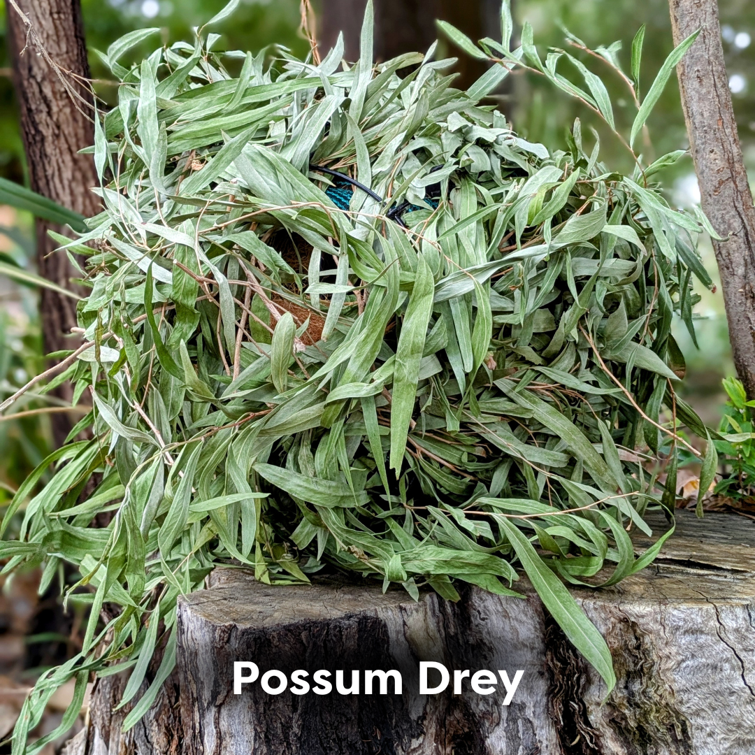 Rescue a possum with our drey giveaway - South West NRM