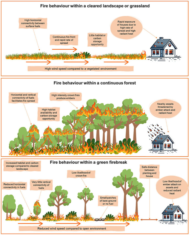 Living Firebreaks: Nature-based solutions to modern climate challenges ...
