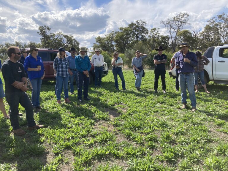 Pensini's proof that perennials are possible - South West NRM