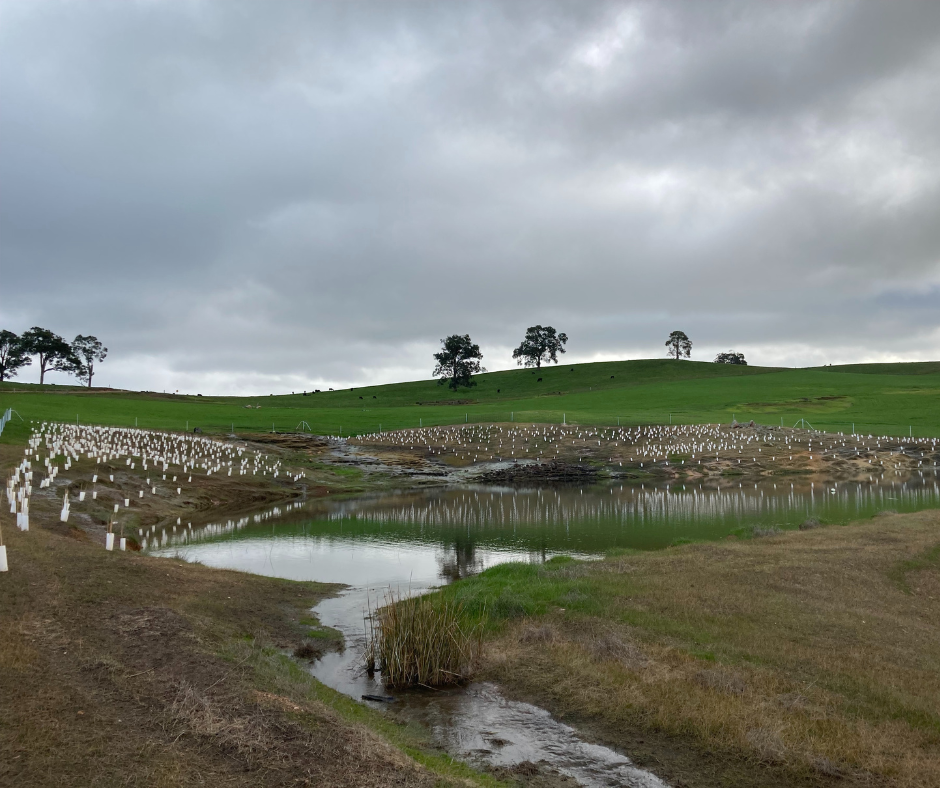 How to revegetate a farm dam - South West NRM