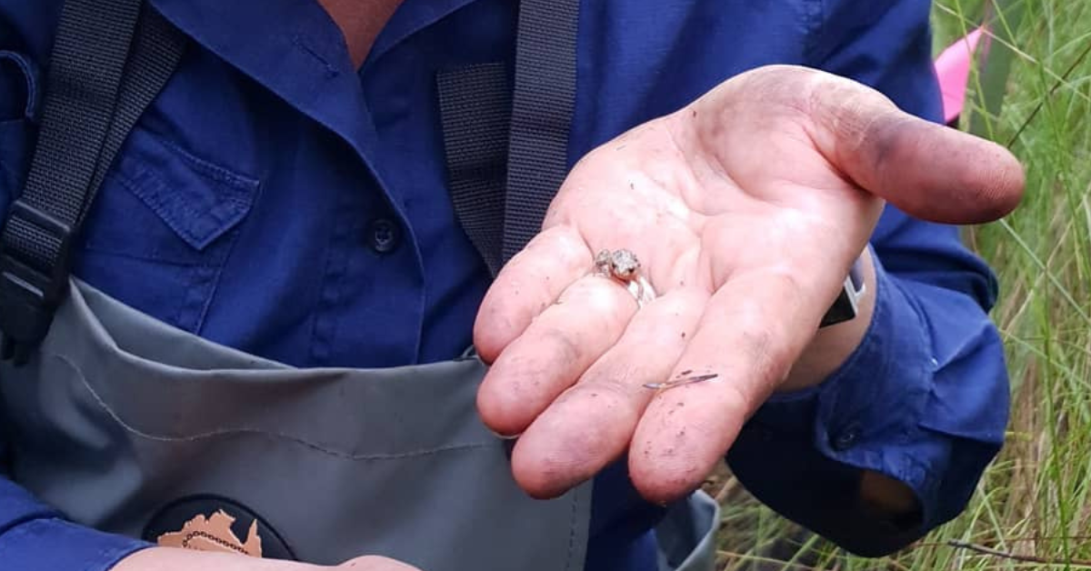 Every drop counts in campaign for tiny frog - South West NRM